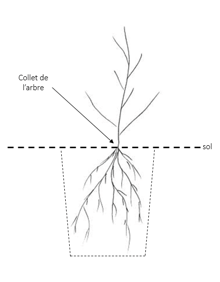Replanter des haies bocagères – EPAGA